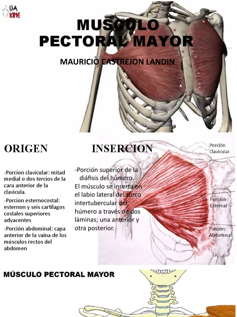 MUSCULO PECTORAL MAYOR | PDF