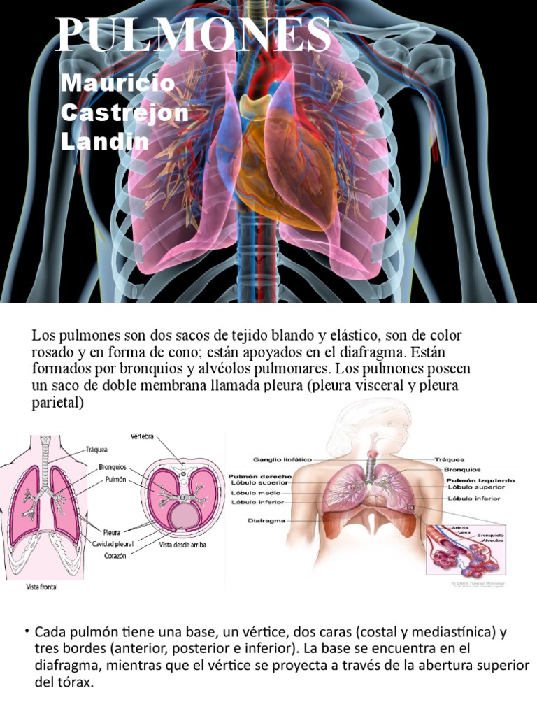 PULMONES | PDF | Pulmón | Sistema respiratorio