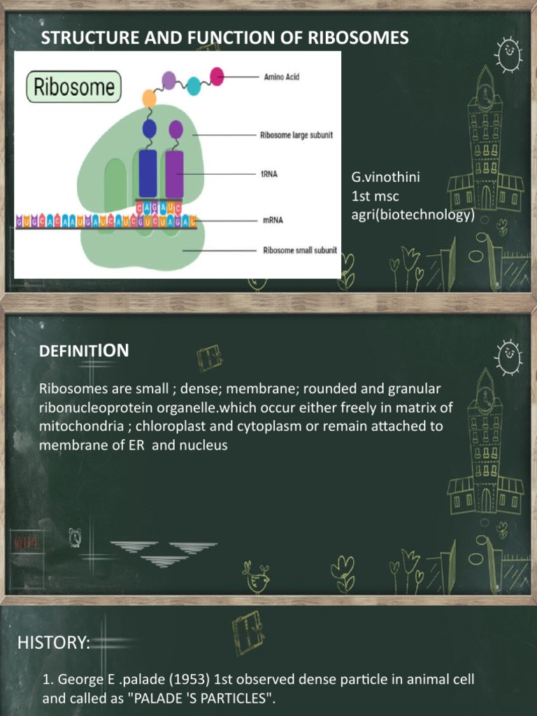 Ribosomes PPT New | PDF | Ribosome | Ribosomal Rna