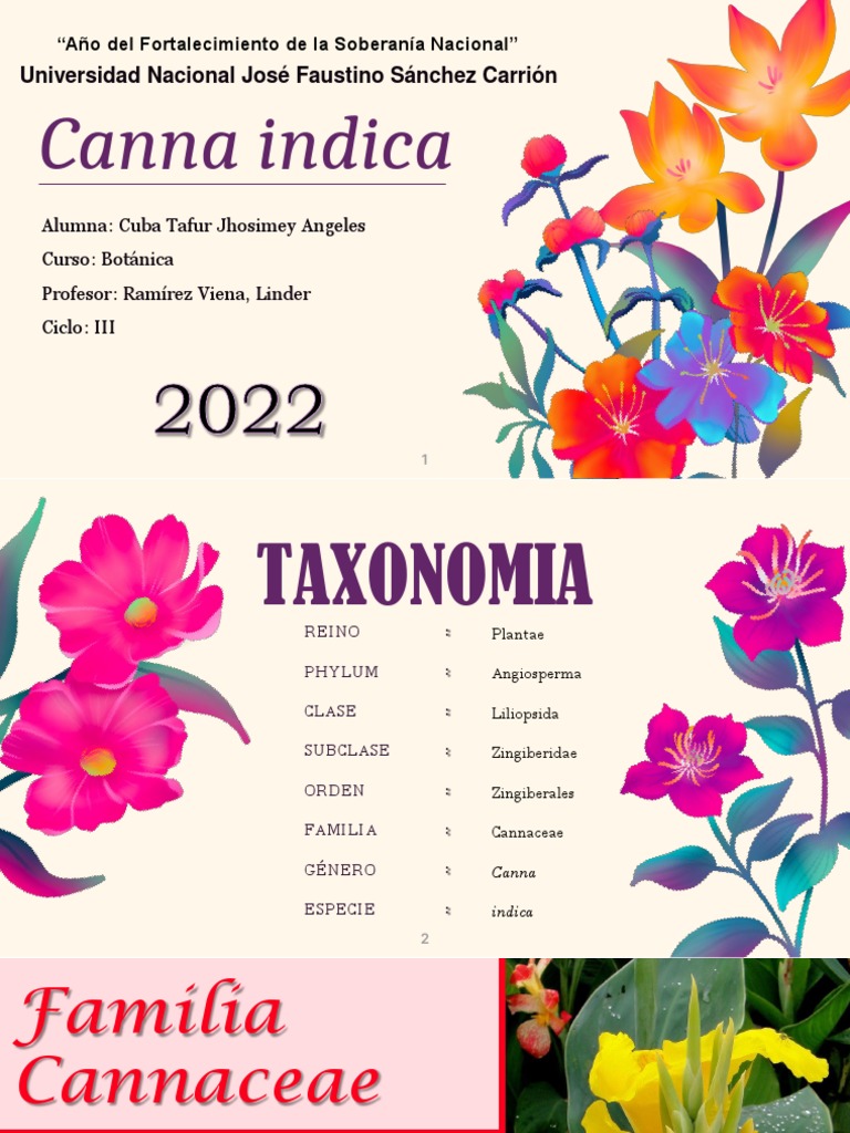 Expo Achira | PDF | Plantas | Botánica