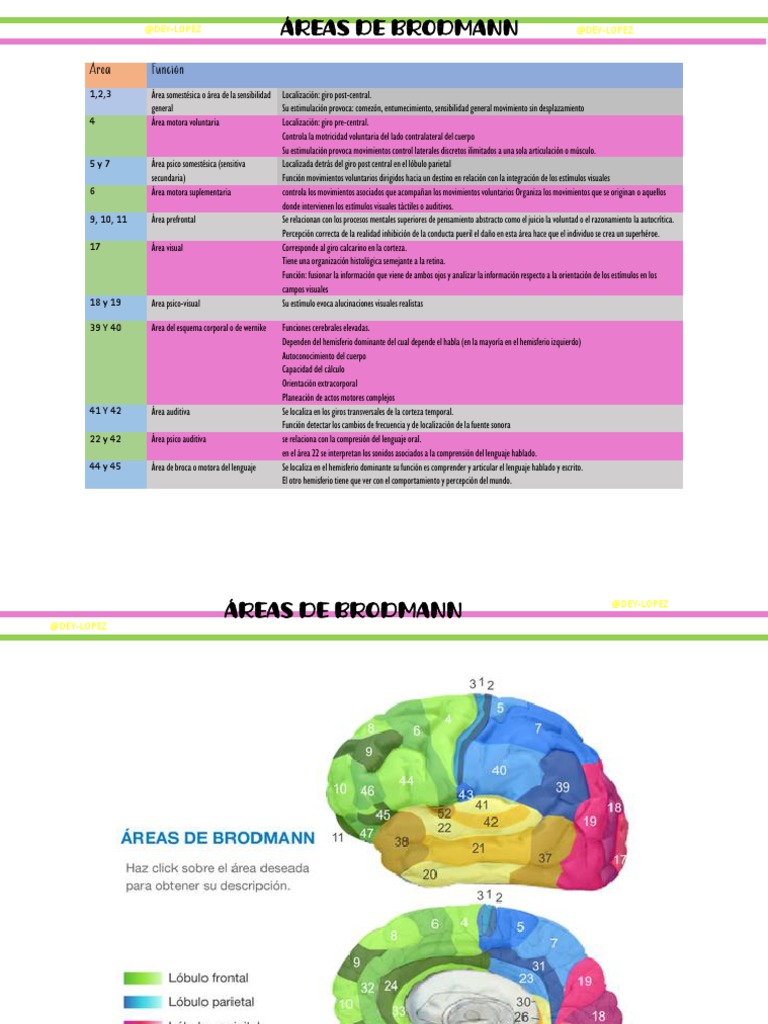 Funciones de las Áreas de Brodmann | PDF | Conceptos psicologicos ...