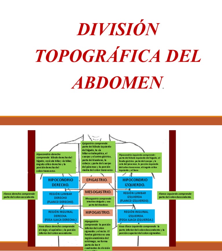 División topográfica del abdomen en regiones anatómicas | PDF ...