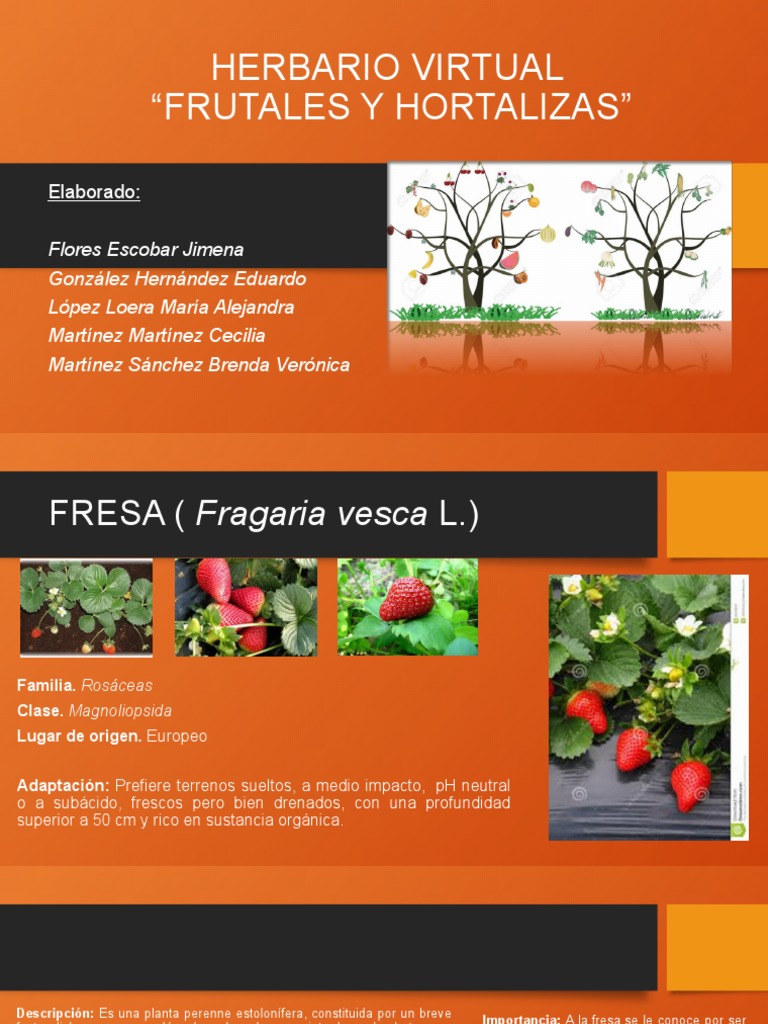 Herbario Virtual Frutales y Hortalizas | PDF | fresa | Coliflor