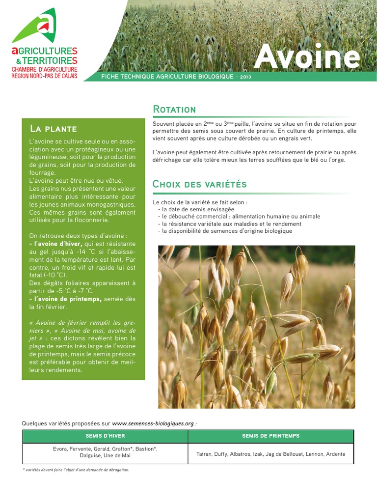 Itinéraire technique de l'avoine | PDF | Avoine | Céréale