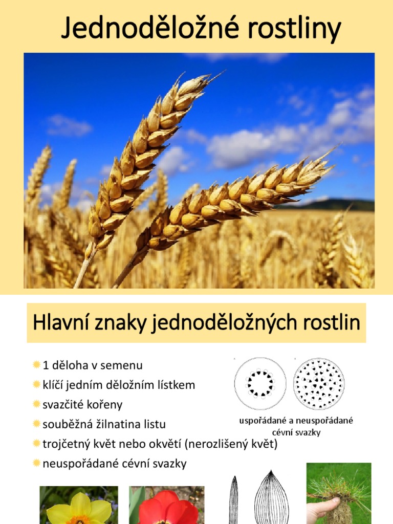 Jednodelozne Rostliny | PDF