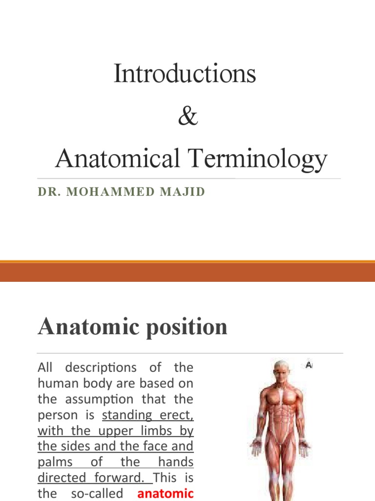 Terminology Lab | PDF | Anatomical Terms Of Motion | Human Anatomy