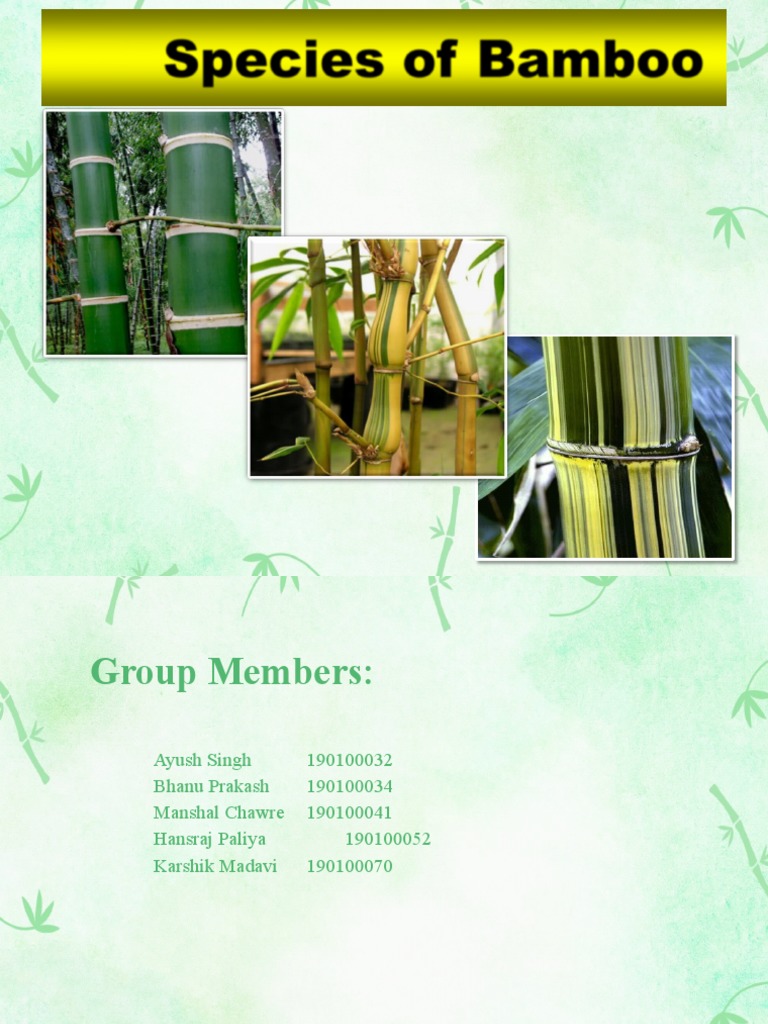 Bamboo Pdf Bamboo Plant Stem