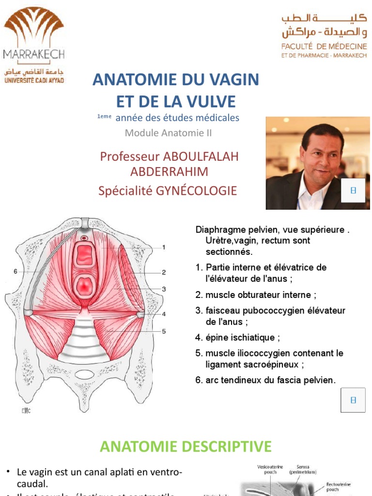 Anatomie Vagin Et Vulve Sono PR Aboulfalah | PDF | Clitoris | Utérus