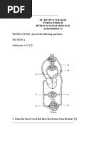 Labeled Pig Kidney Dissection Guide | PDF | Kidney | Urinary System