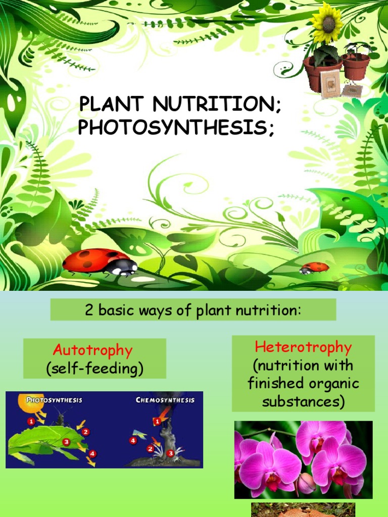 1 Plant Nutrition Photosynthesis | Download Free PDF | Photosynthesis ...