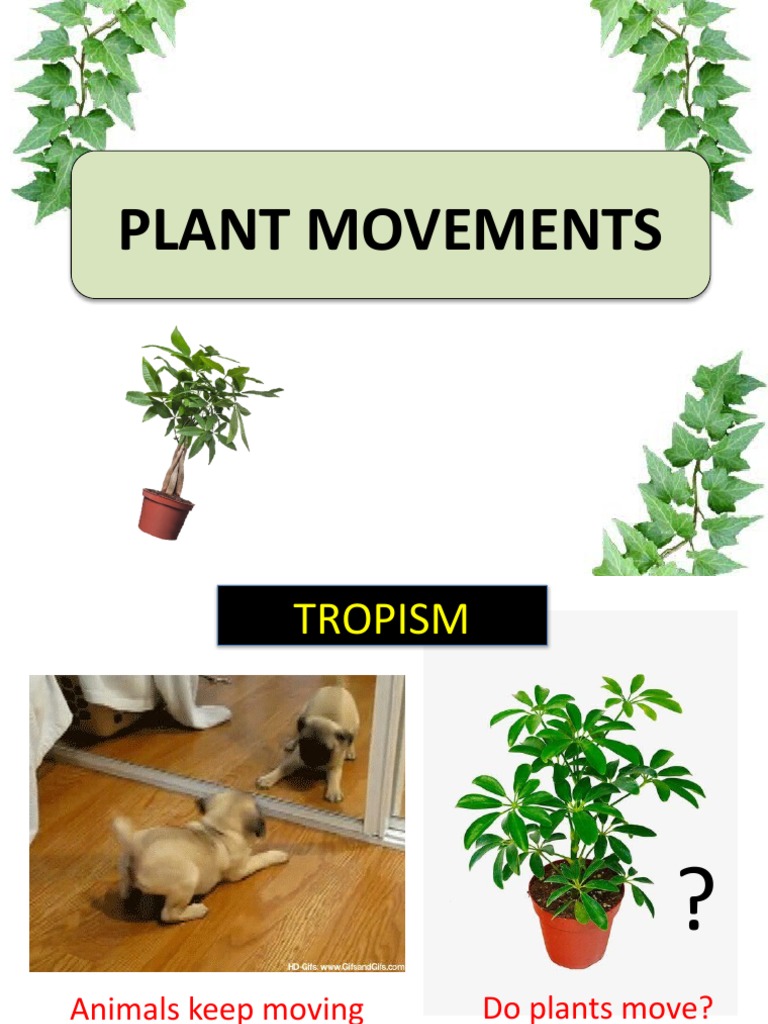 Plants Movement | PDF