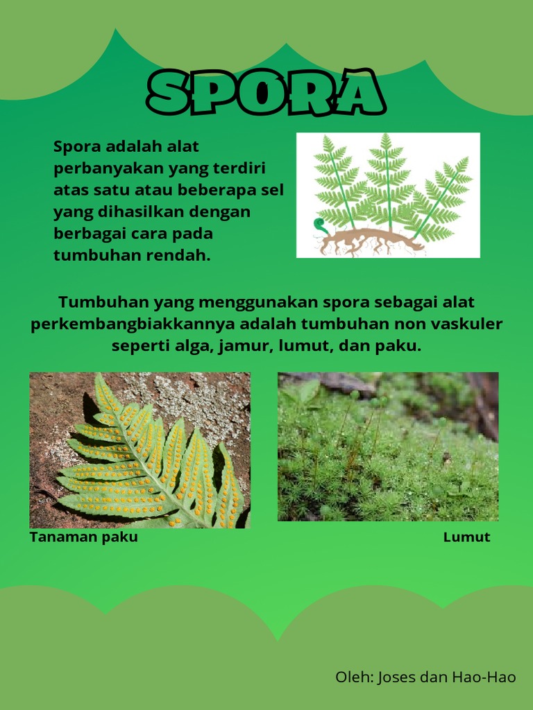 Ipa Spora | PDF