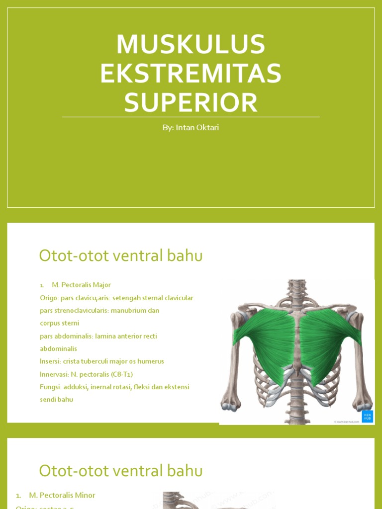 Muskulus Ekstremitas Sup Dan Inf | PDF | Kajian Bahasa Asing