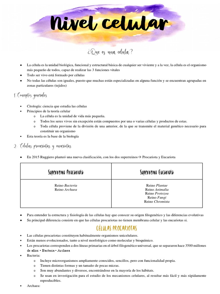 Nivel Celular | PDF | Mitocondria | Cromatina