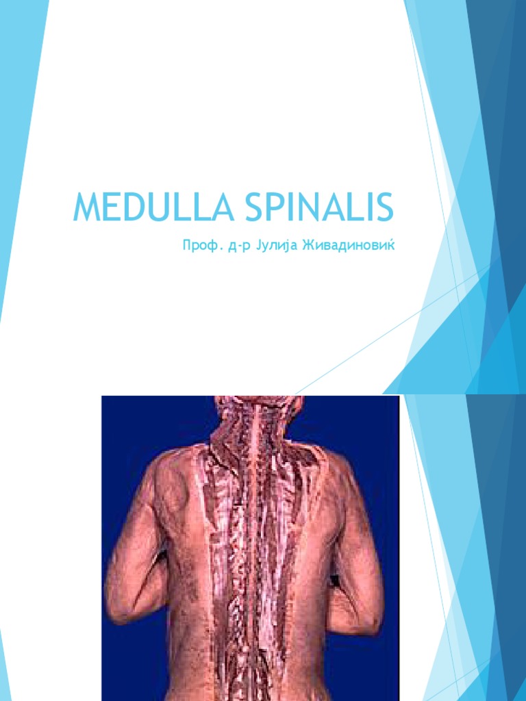 32-33. Medulla Spinalis | PDF