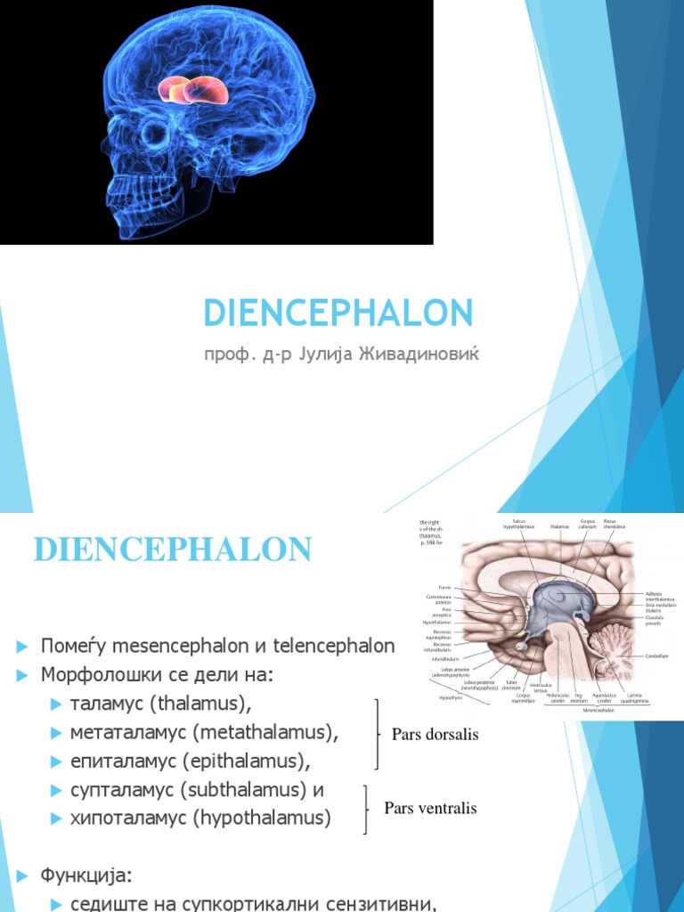 Diencephalon | PDF