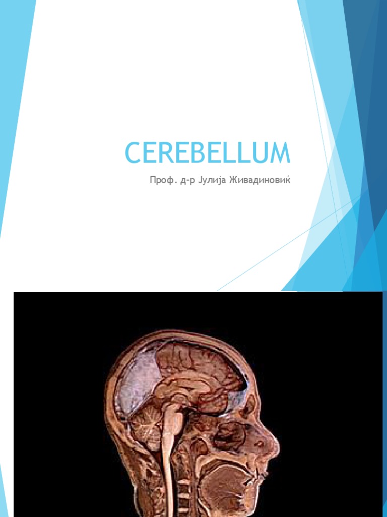 Cerebellum | PDF