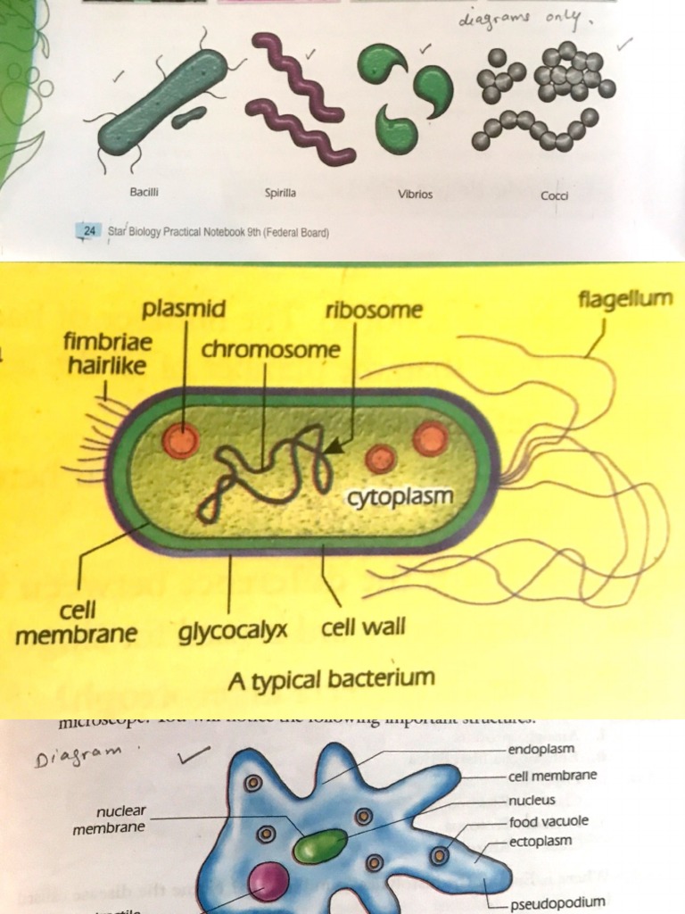 Practical Notebook Biology 9th | PDF