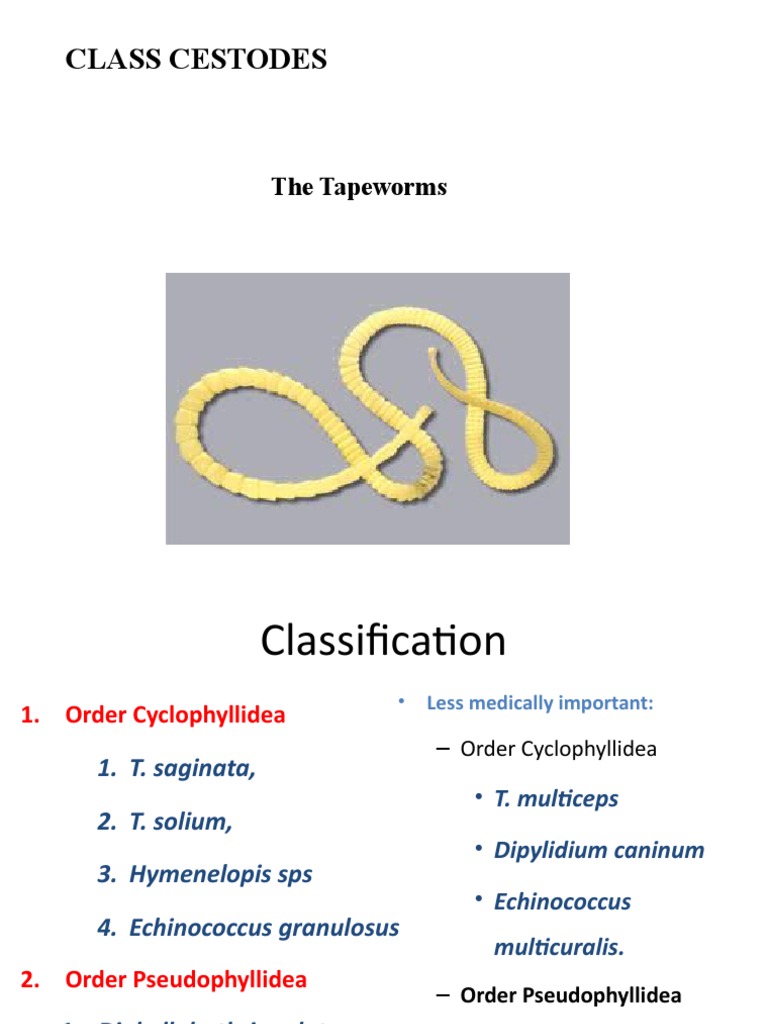 Class Cestodes-Tape Worm | PDF | Clinical Medicine | Microbiology