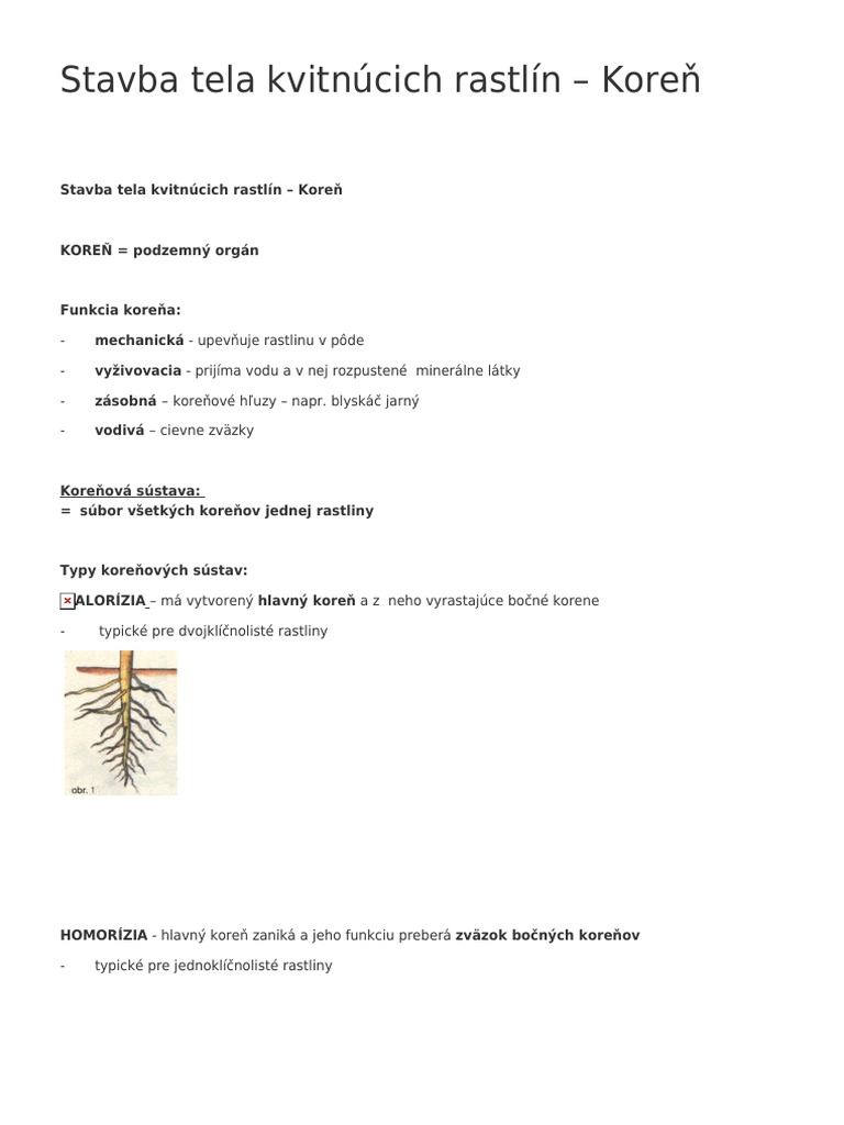 Stavba Tela Kvitnucich Rastlin Koren 14120 20230206 201620 | PDF