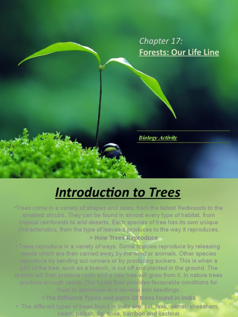 Forests: Our Life Line: Biology Activity | PDF | Trees | Plants