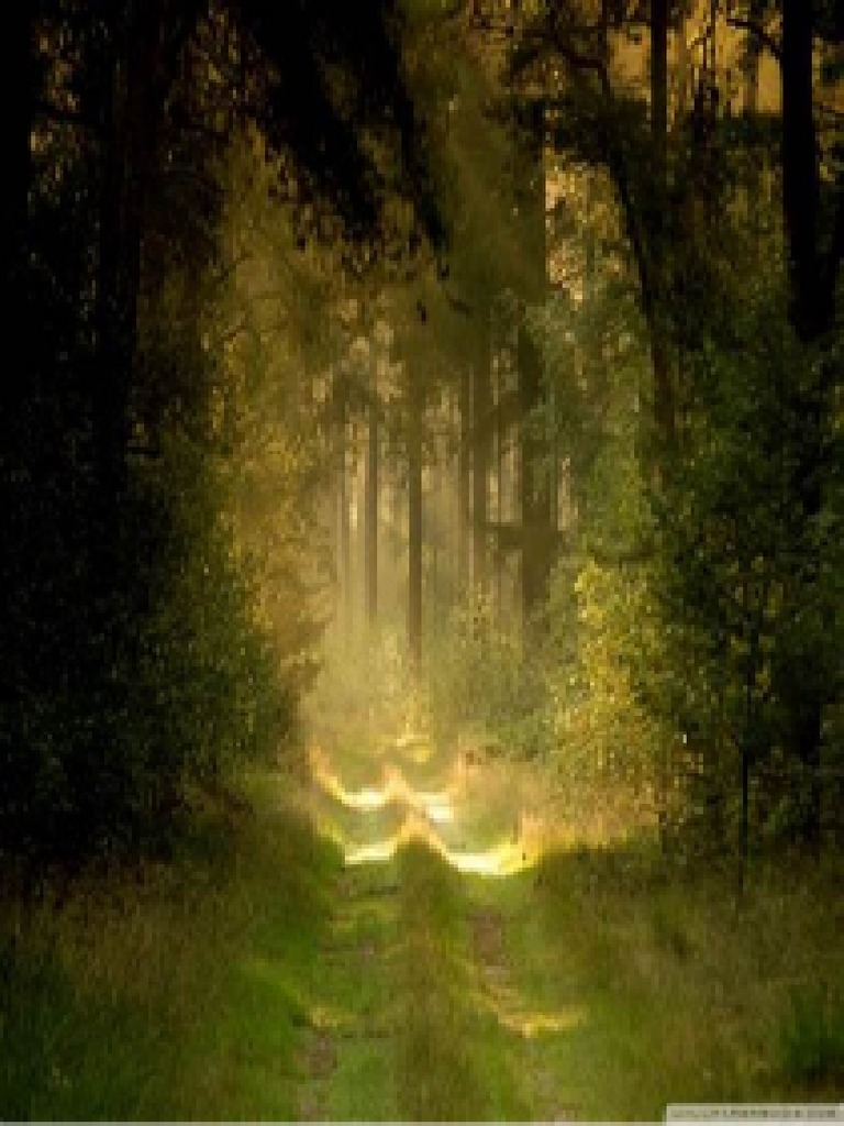 Paduri Galerii (Animale Si Plante) | PDF