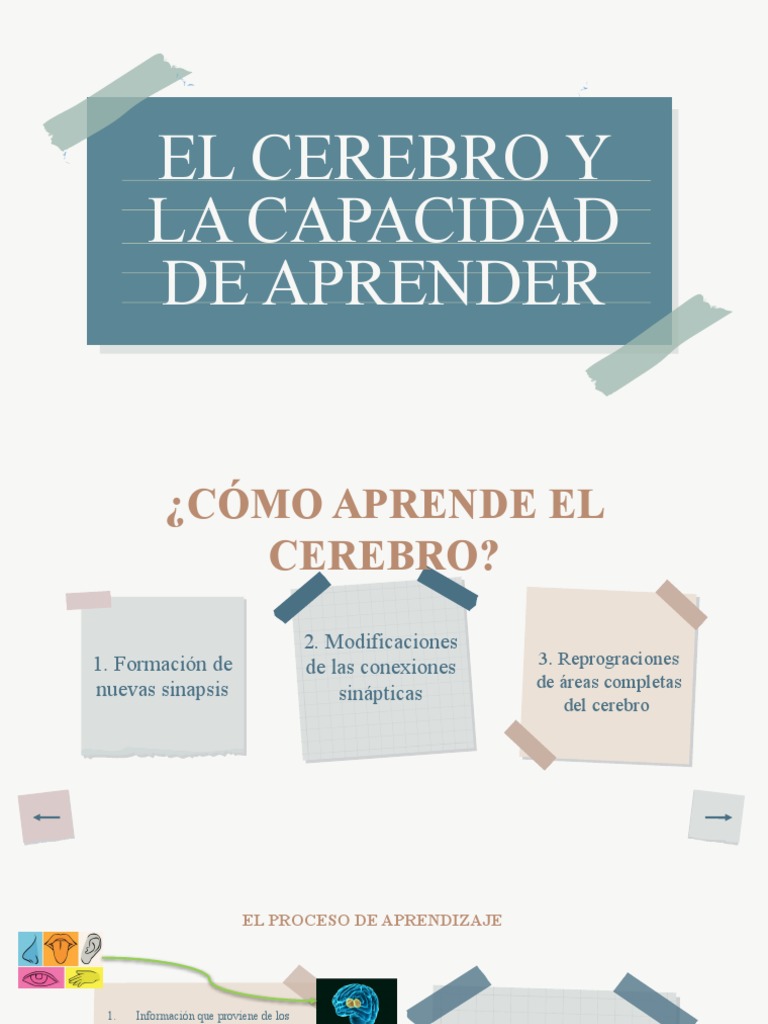 ¿Cómo Aprende El Cerebro? | PDF | Cerebro | Aprendizaje