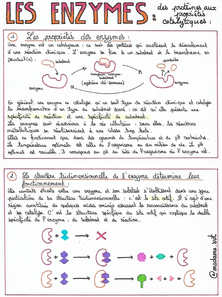 Les Enzymes | PDF Les Enzymes | PDF