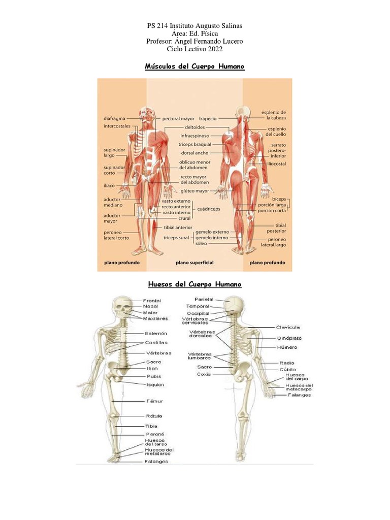 Músculos y Huesos Del Cuerpo Humano | PDF