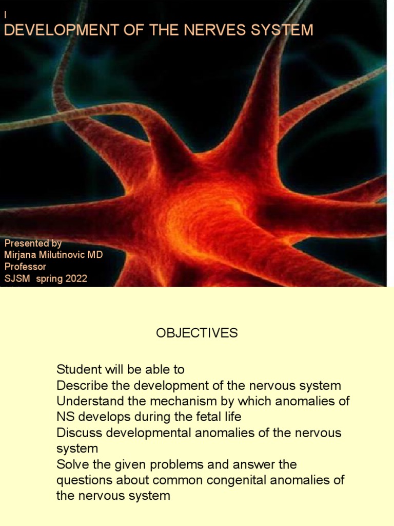 3..0 Lesson NS Development and The Neuron | PDF | Neuroscience | Morphology (Biology)