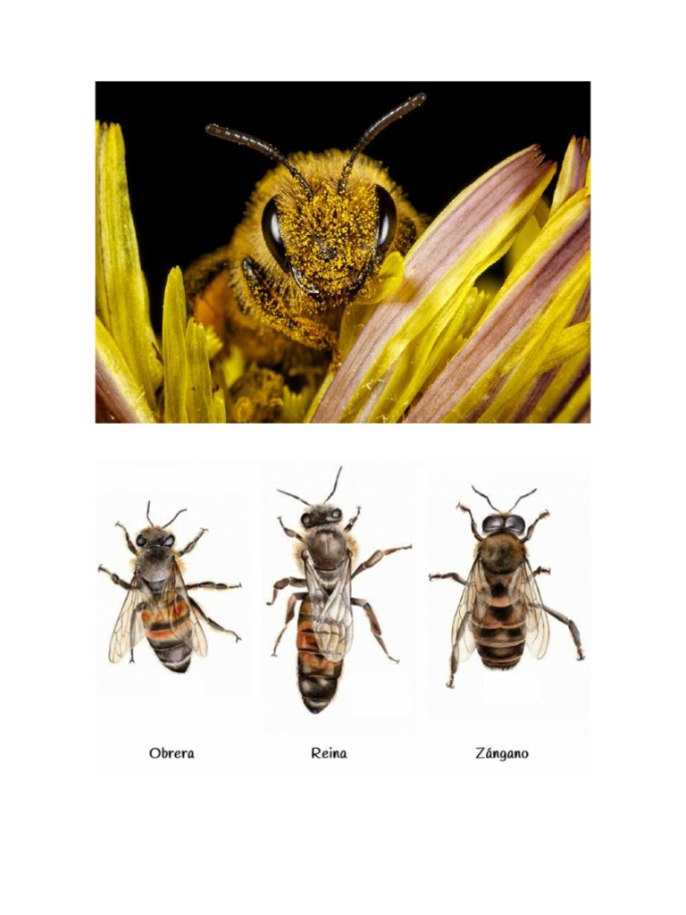 ABEJAS | PDF