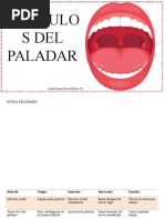 Anatomía del Paladar Duro y Blando | PDF