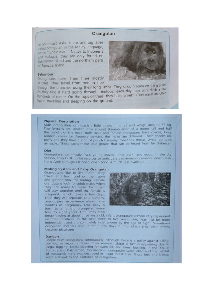 Activity Report Text | PDF | Orangutan | Organisms