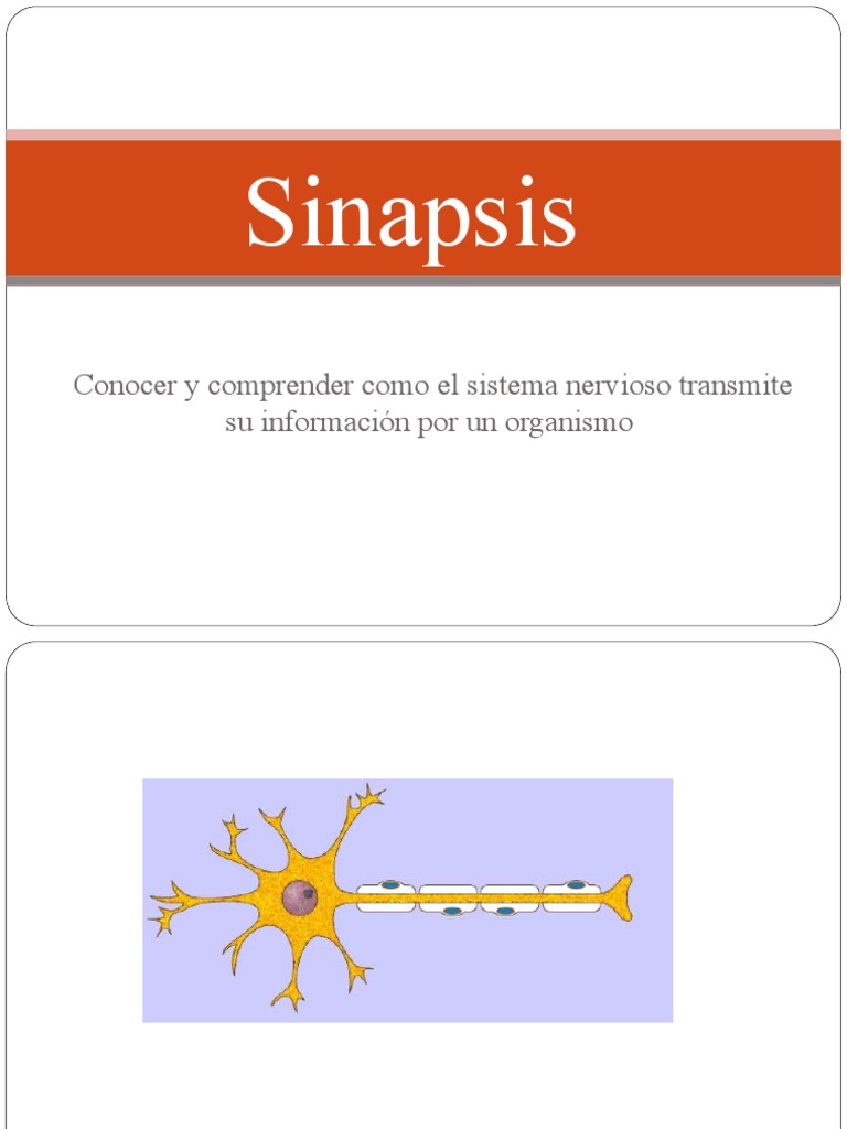 Sinapsis | PDF