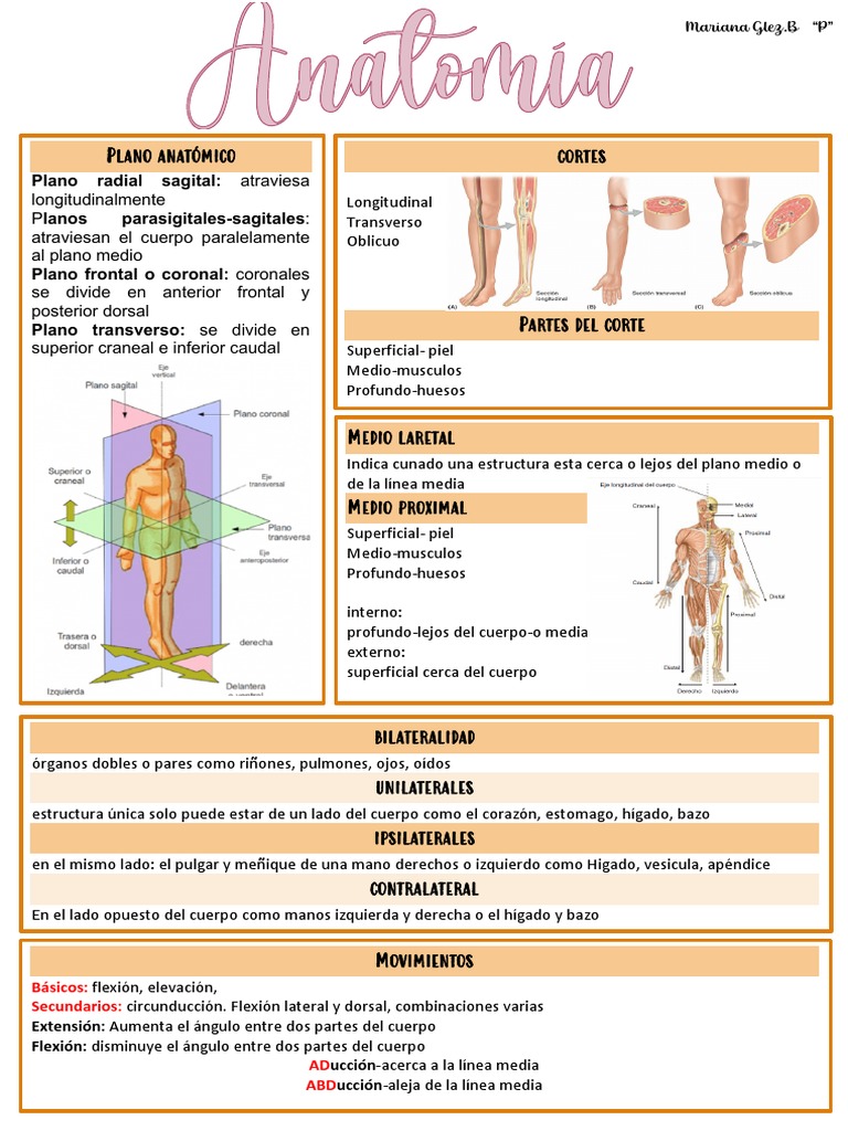 Apuntes Anatomia Pdf Mano Esqueleto