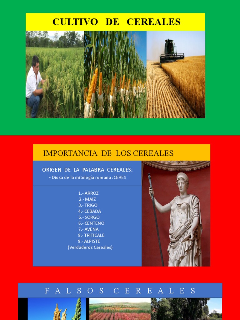 Importancia y Producción de Cereales | PDF | Cereales | Quinua