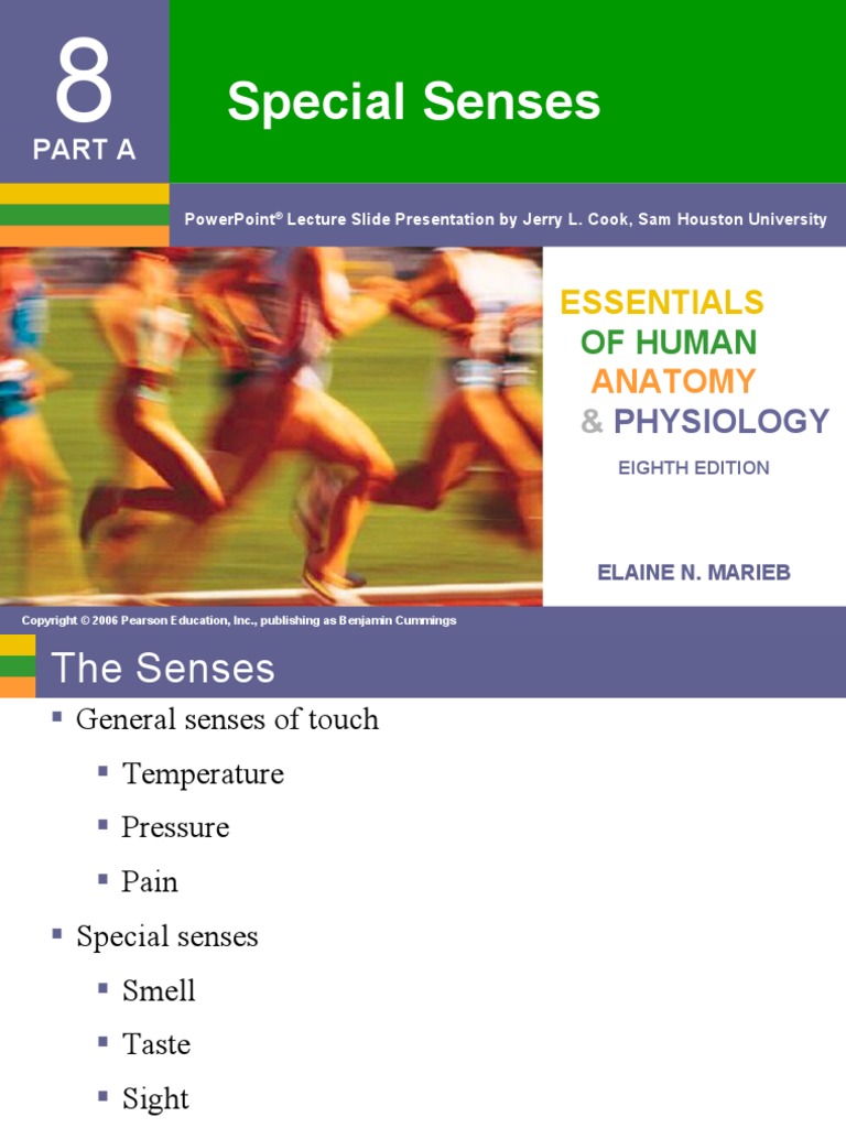 MODULE 16 The Special Senses | PDF | Ear | Taste