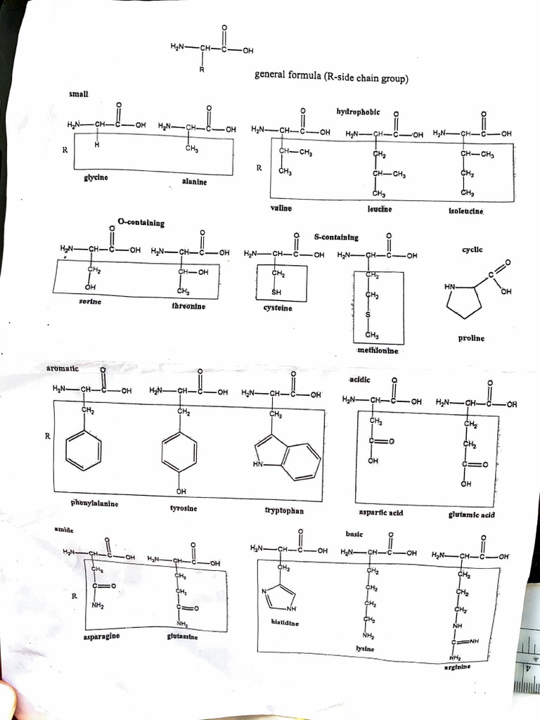Amino Acid Structures 20 | PDF | Biochemistry | Chemistry