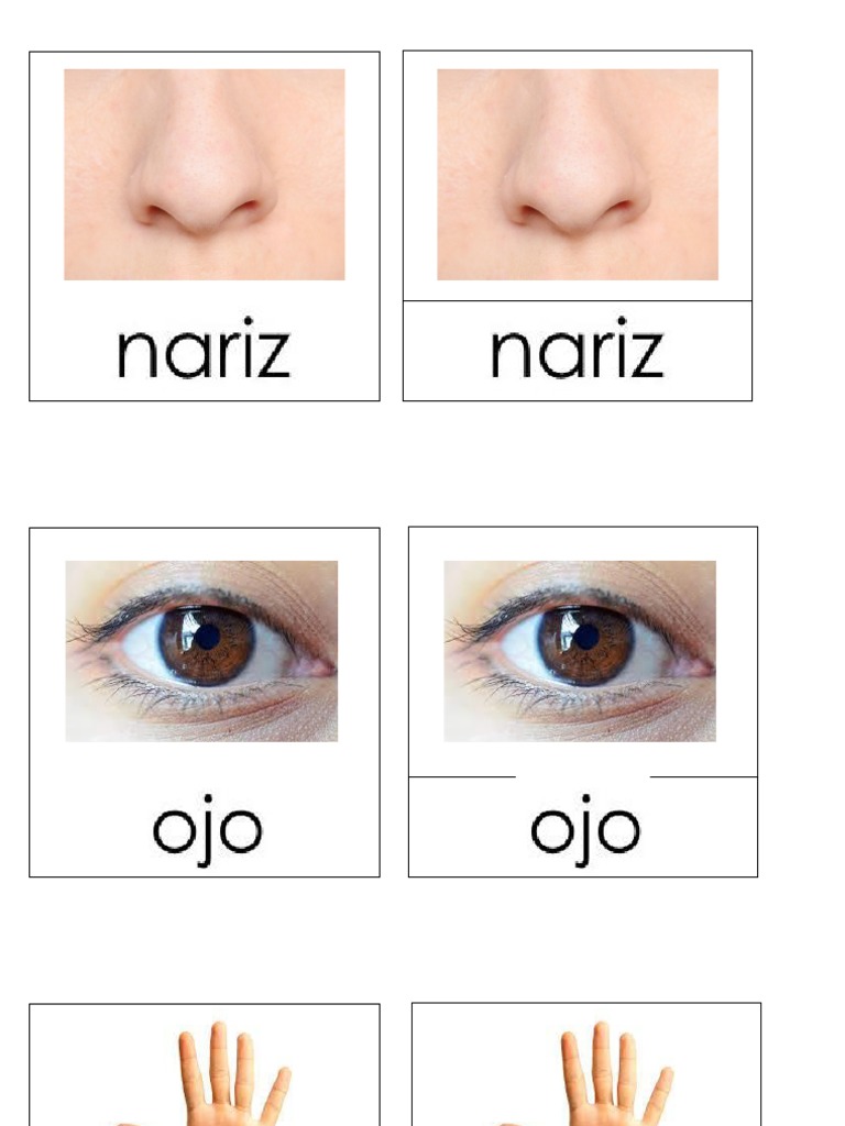 Tarjetas de Nomenclatura Partes Del Cuerpo | PDF