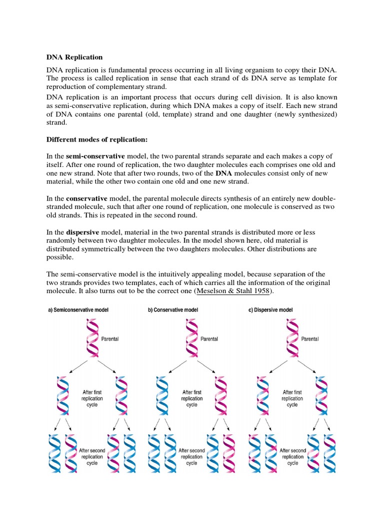DNA Replication | PDF | Dna Replication | Dna