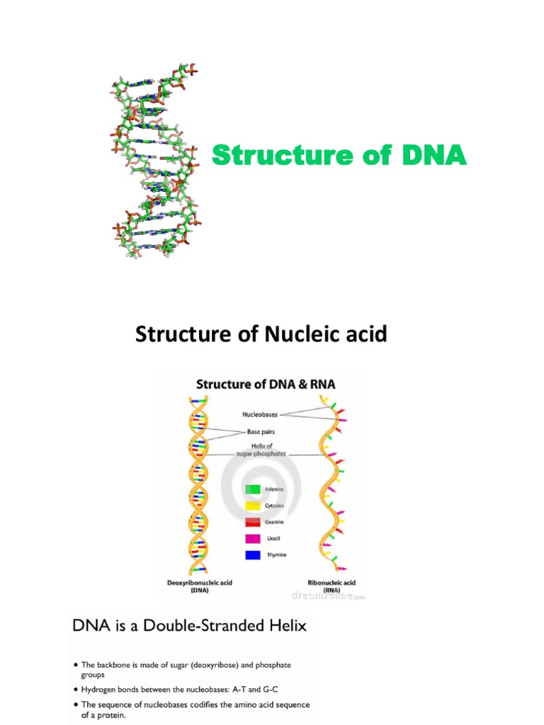 Structure of DNA | PDF | Nucleic Acid Double Helix | Dna