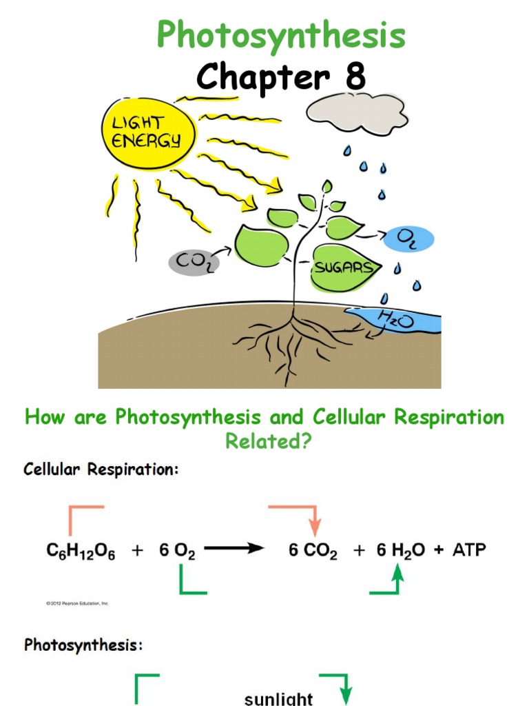 Chapter 8 BIO 1510 | PDF | Photosynthesis | Chlorophyll