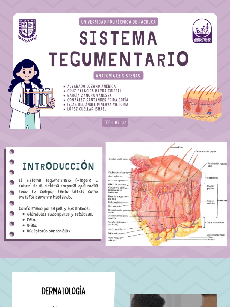 Sistema Tegumentario | PDF | Piel | Epidermis