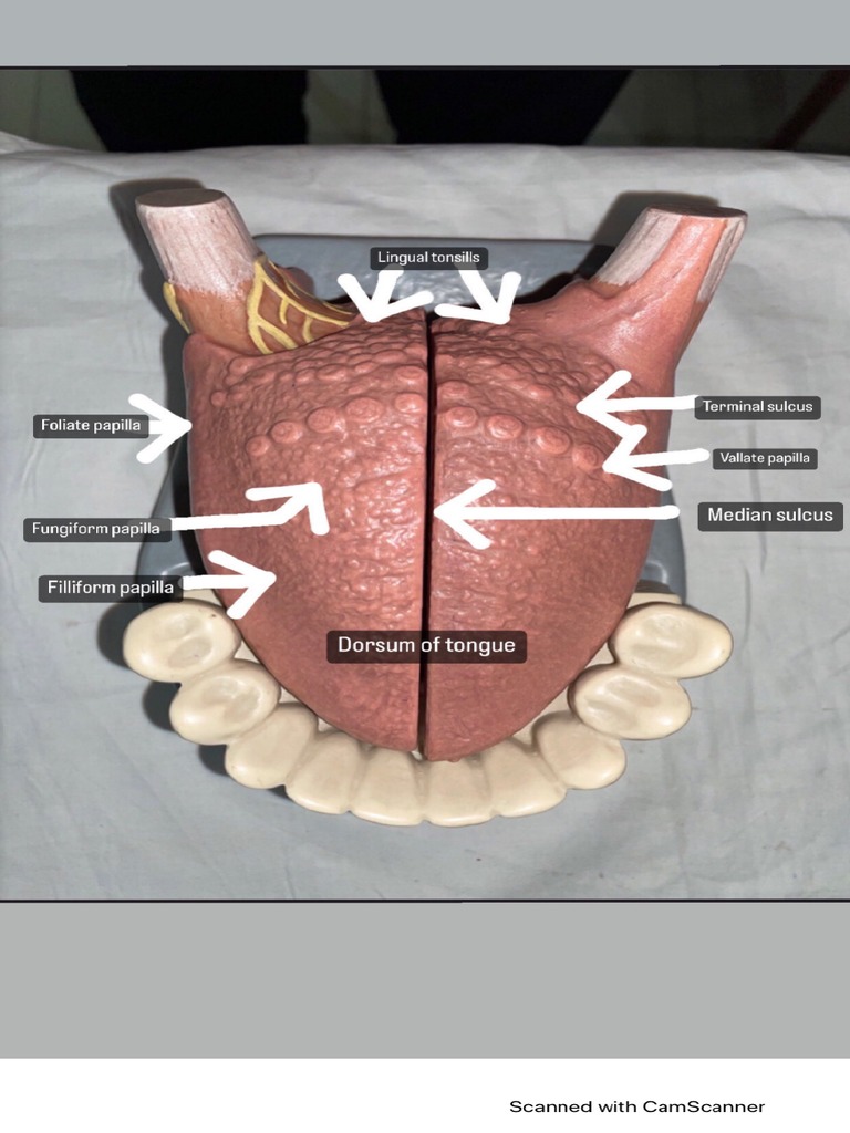 Tongue Model Ospe | PDF