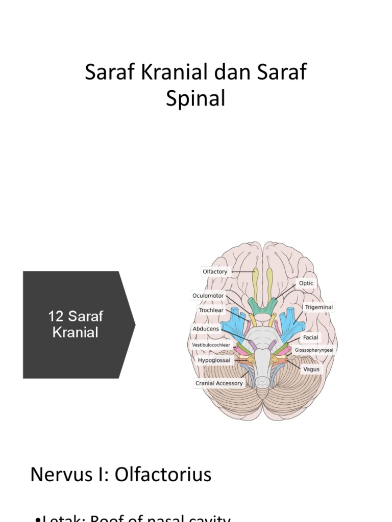 Saraf Kranial Dan Saraf Spinal - RA | PDF