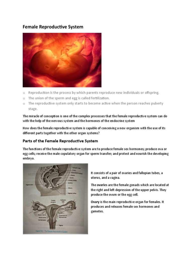 Female Reproductive System | PDF | Reproductive System | Labia