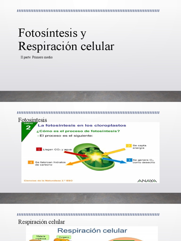 Fotosíntesis y Respiración Celular-II-parte | PDF