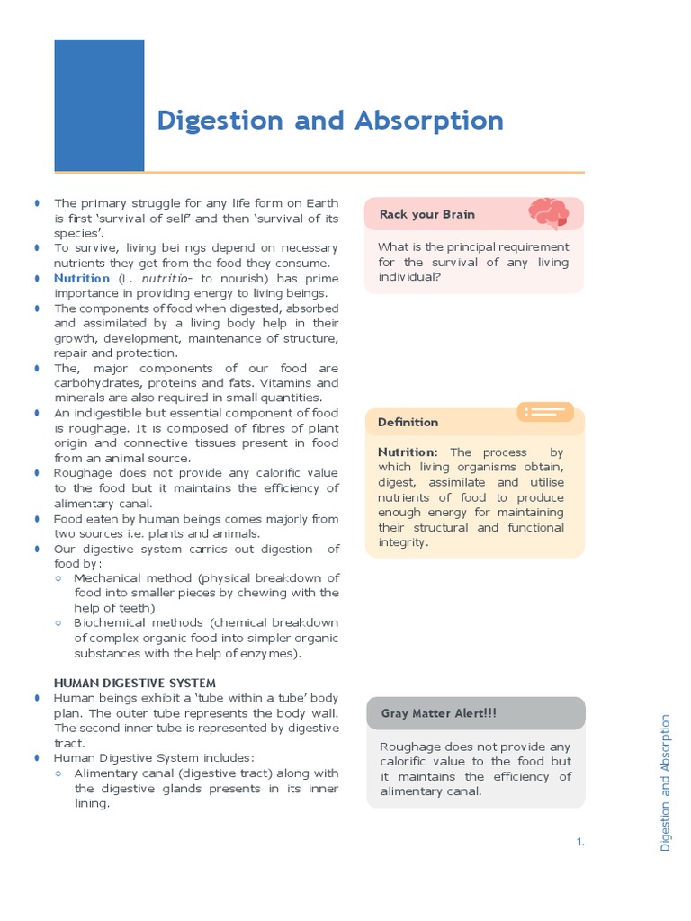 Digestion and Absorption Notes | Download Free PDF | Stomach | Small ...