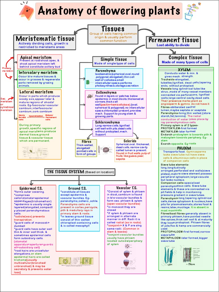 Anatomy of Flowering Plants Mind Map | PDF | Plant Stem | Leaf