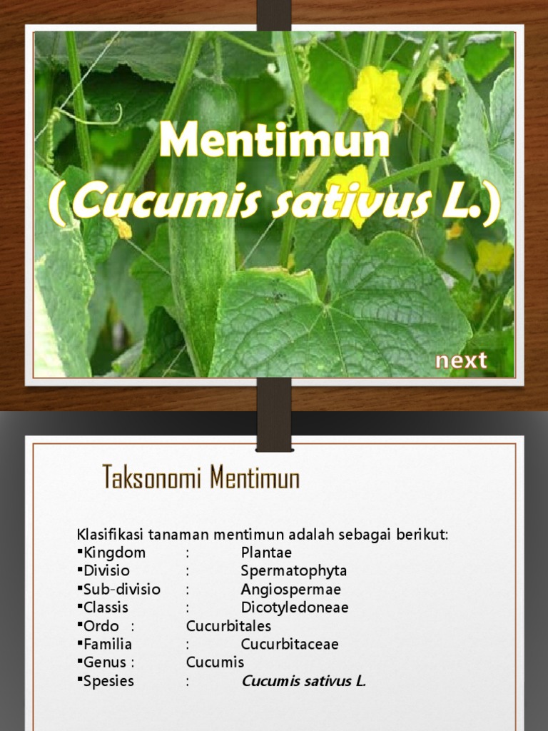 Budidaya Mentimun | PDF